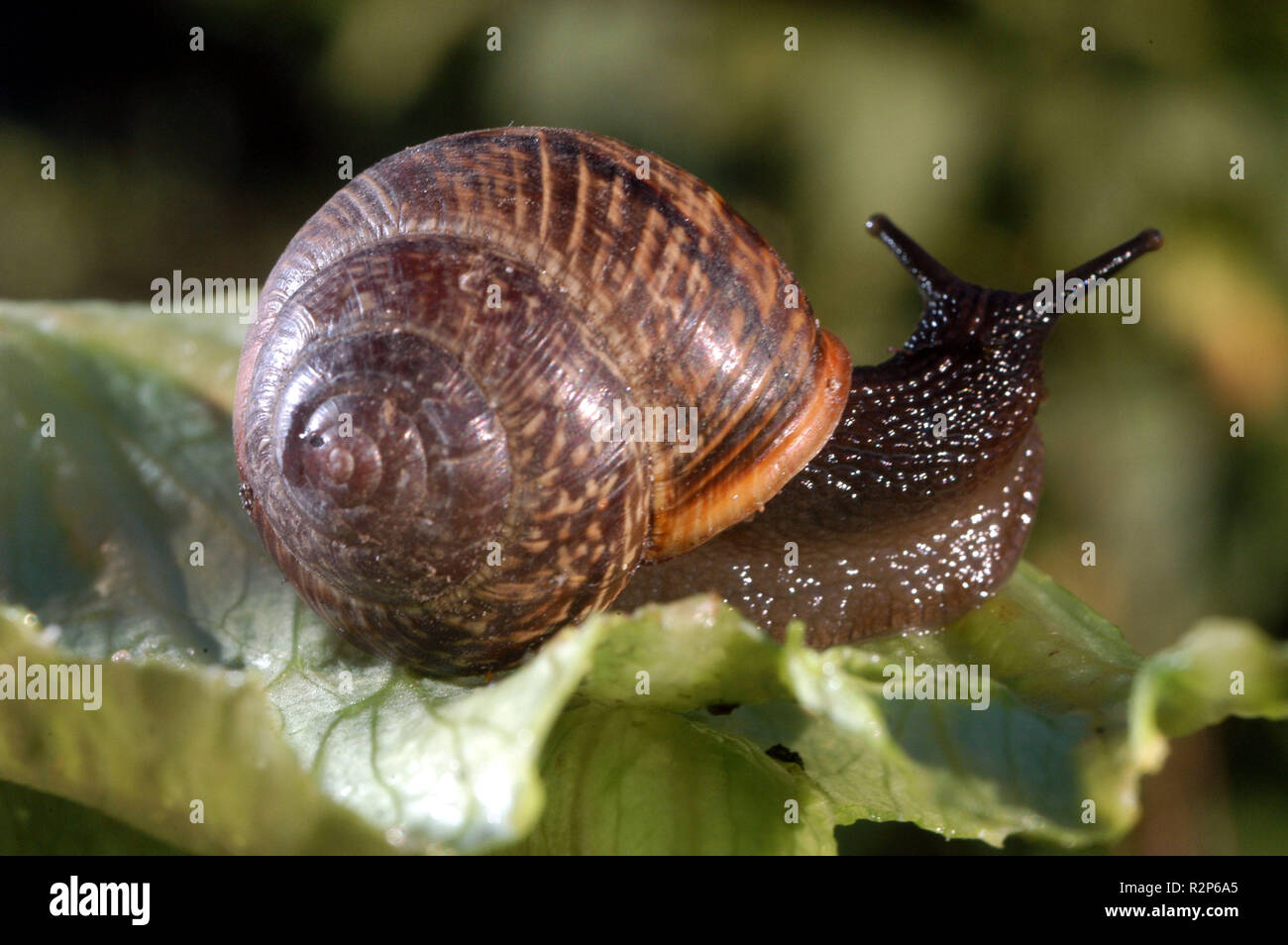 slug Stock Photo - Alamy