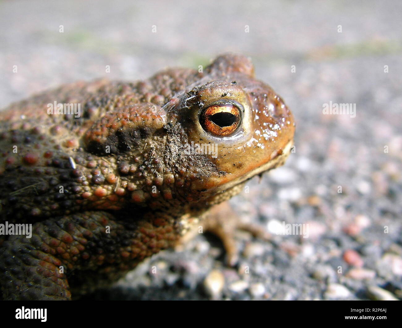 Toad parasite hi-res stock photography and images - Alamy