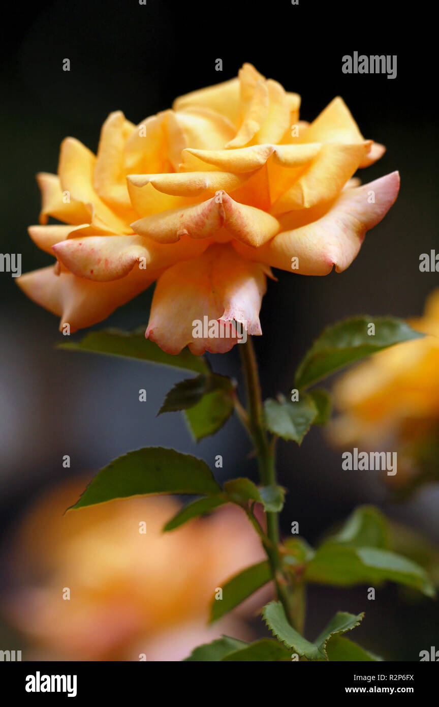 Ht rose hi-res stock photography and images - Alamy