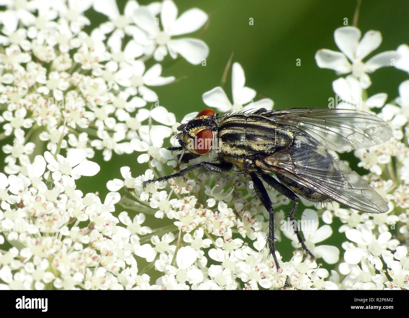Grey flesh fly hi-res stock photography and images - Alamy