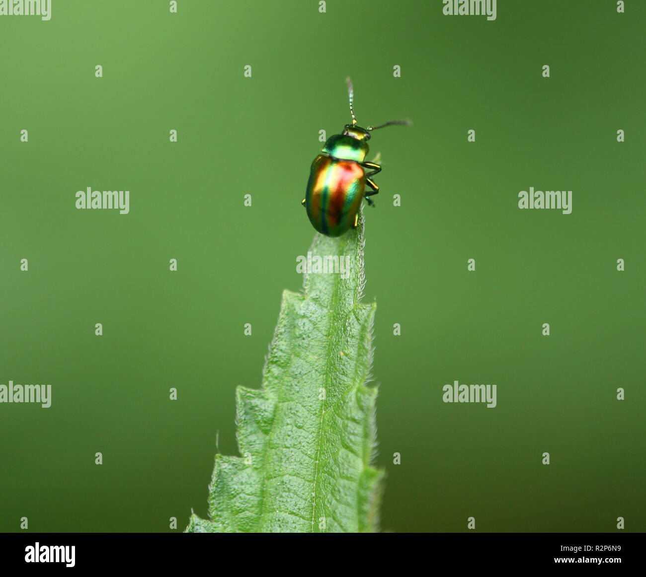 small leaf beetle Stock Photo - Alamy