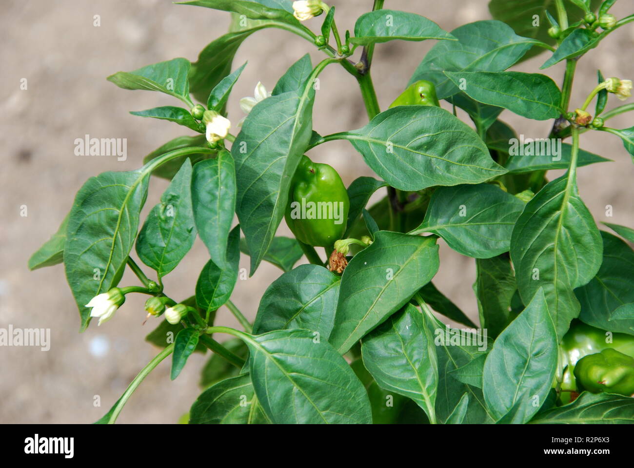 pepper plant (capsicum Stock Photo - Alamy