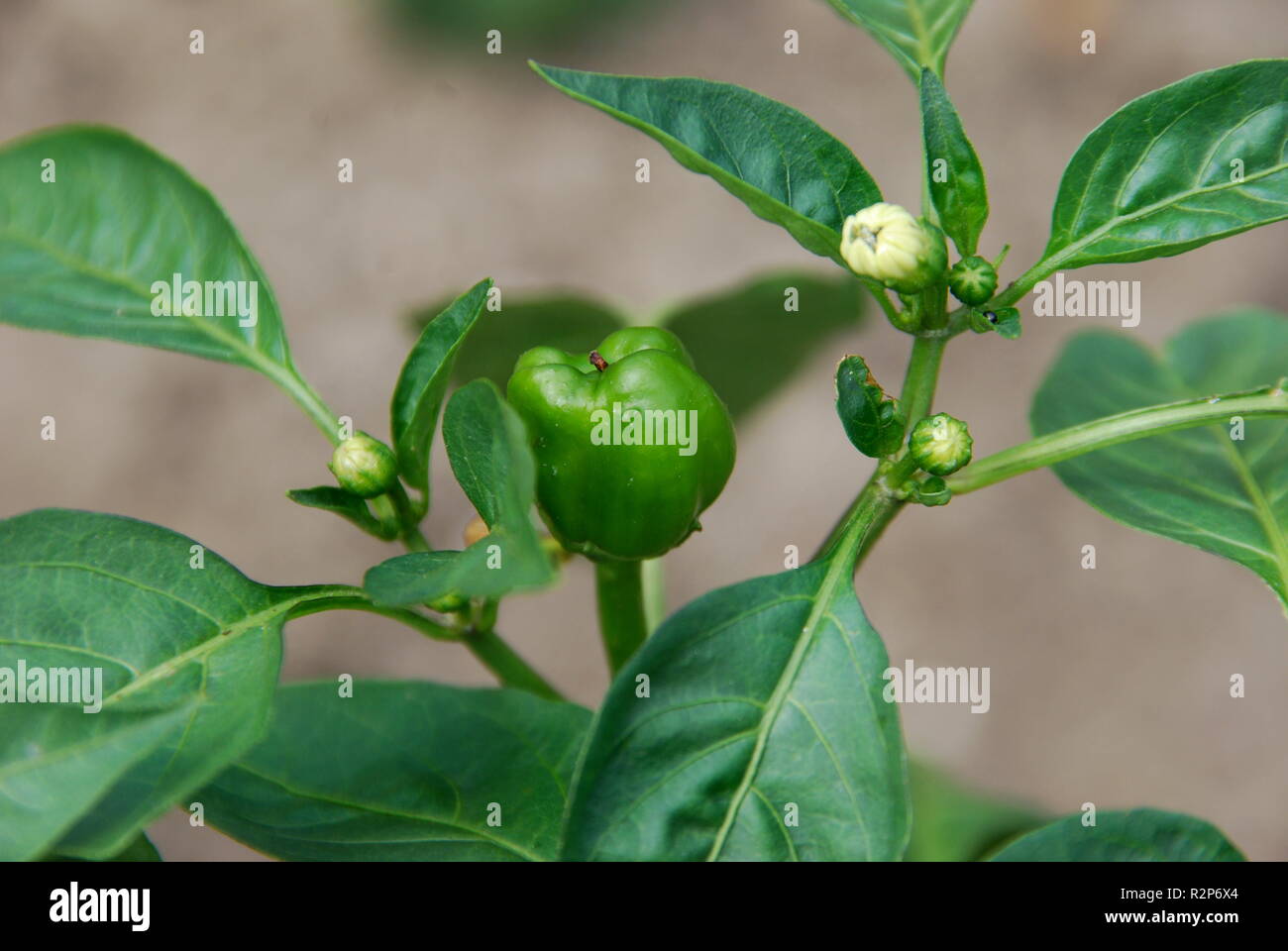 pepper plant (capsicum Stock Photo - Alamy