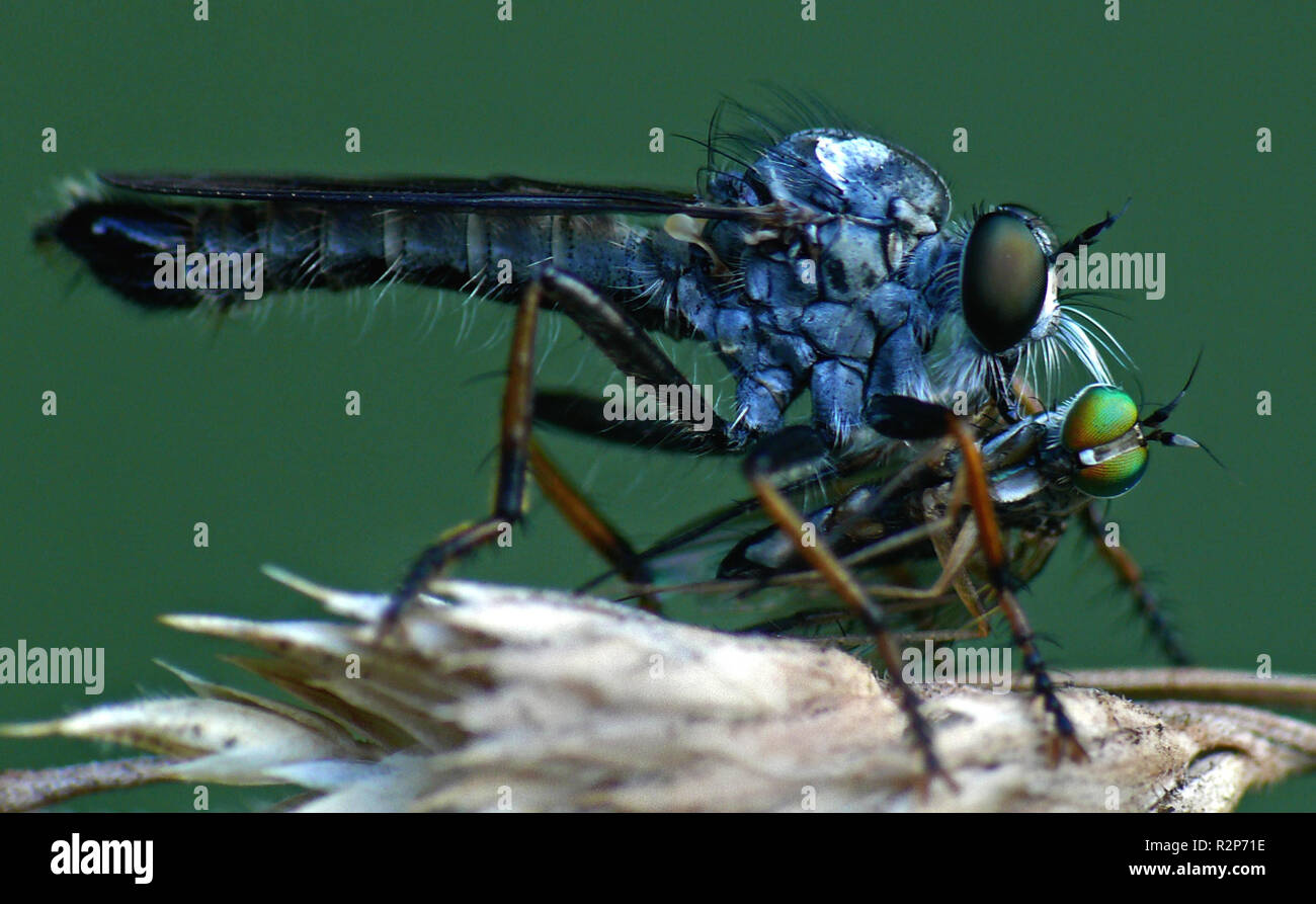 Death of insects hi-res stock photography and images - Alamy