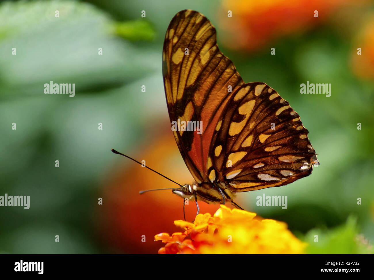 Profile Of Danaus Plexippus High Resolution Stock Photography and ...