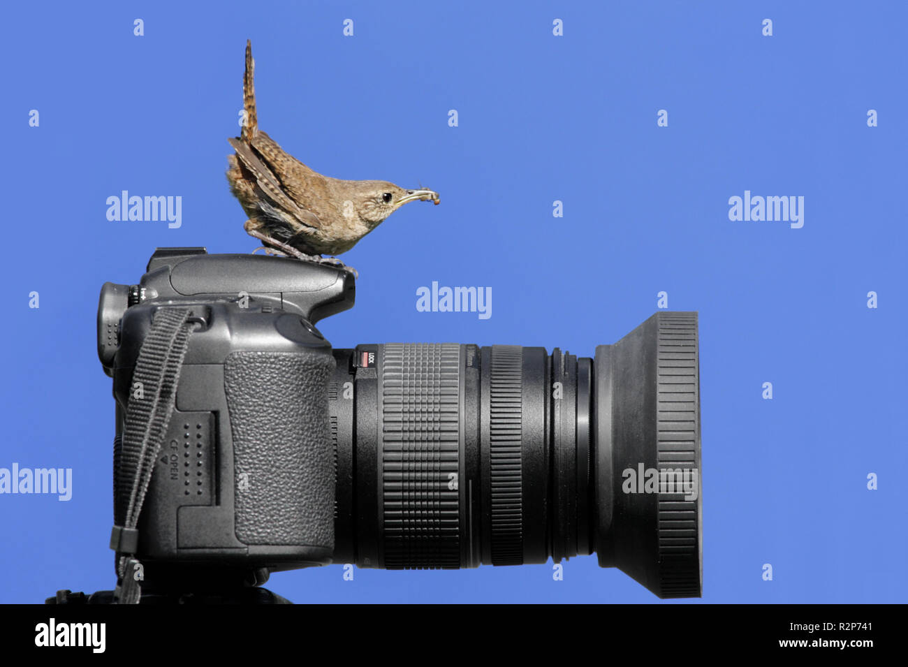 Humorous bird photo hi-res stock photography and images - Alamy