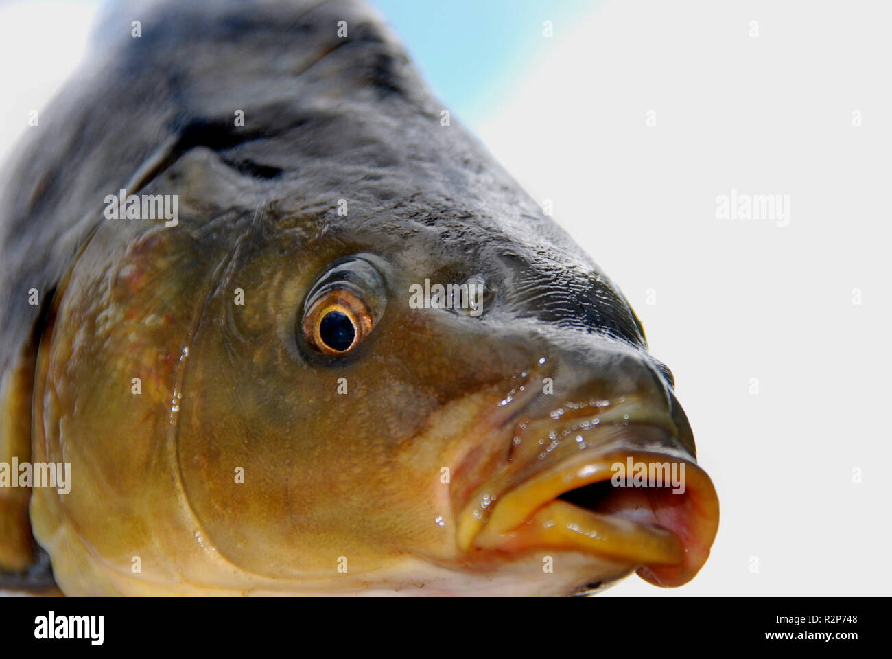 mirror carp (cyprinus carpio Stock Photo - Alamy