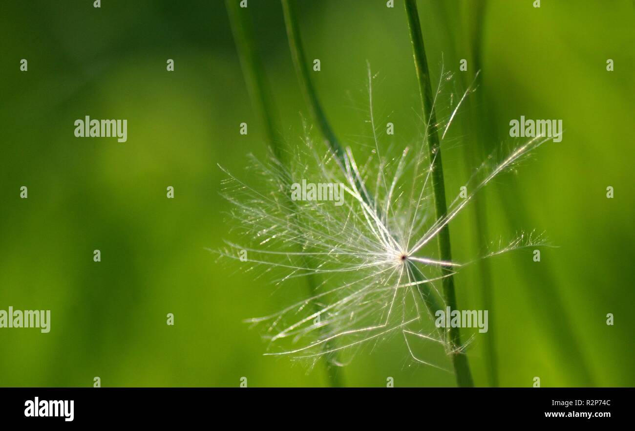 Filigree seeds hi-res stock photography and images - Alamy