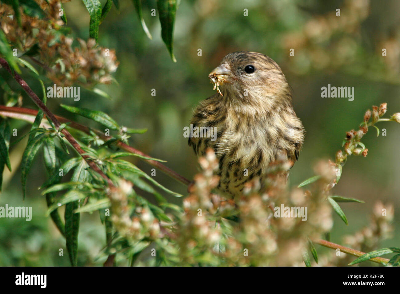 Female serin hi-res stock photography and images - Alamy