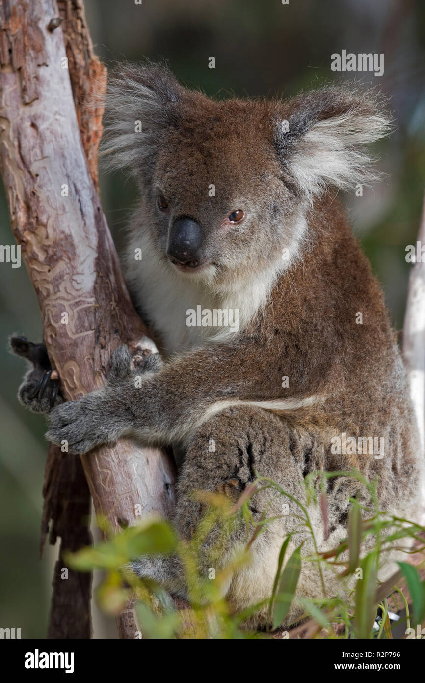 Koala Sitting In Gumtree Yanchep National Park Western Australia Stock Photo Alamy