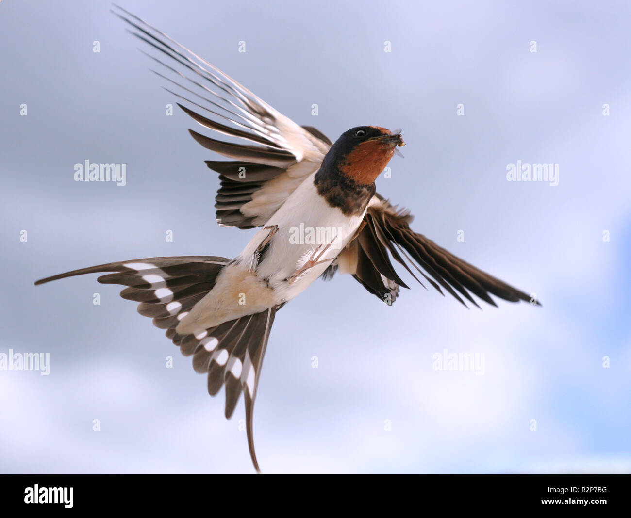 smoke swallow in flight 1 Stock Photo - Alamy