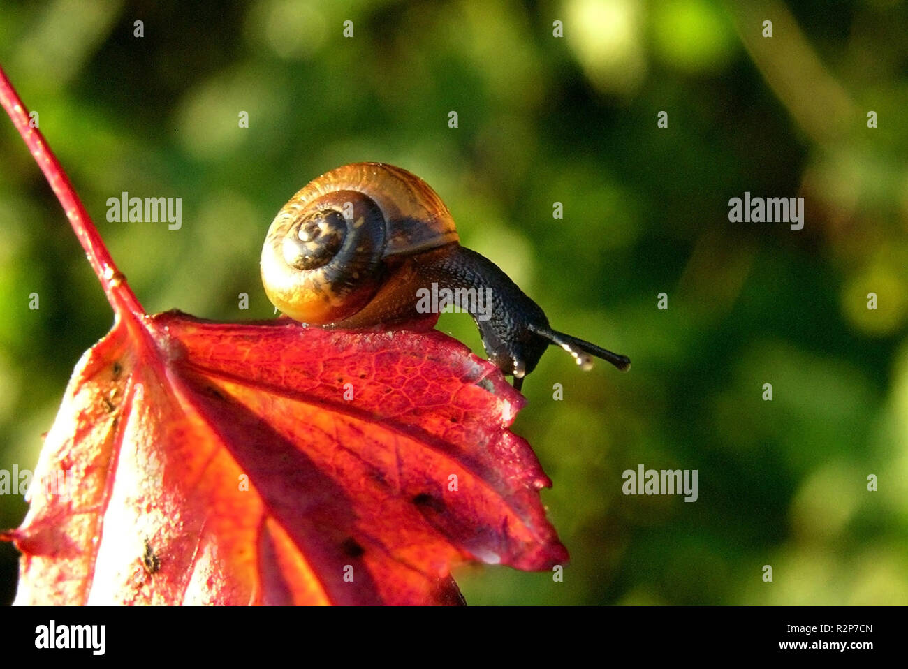 Indian red snail hi-res stock photography and images - Alamy