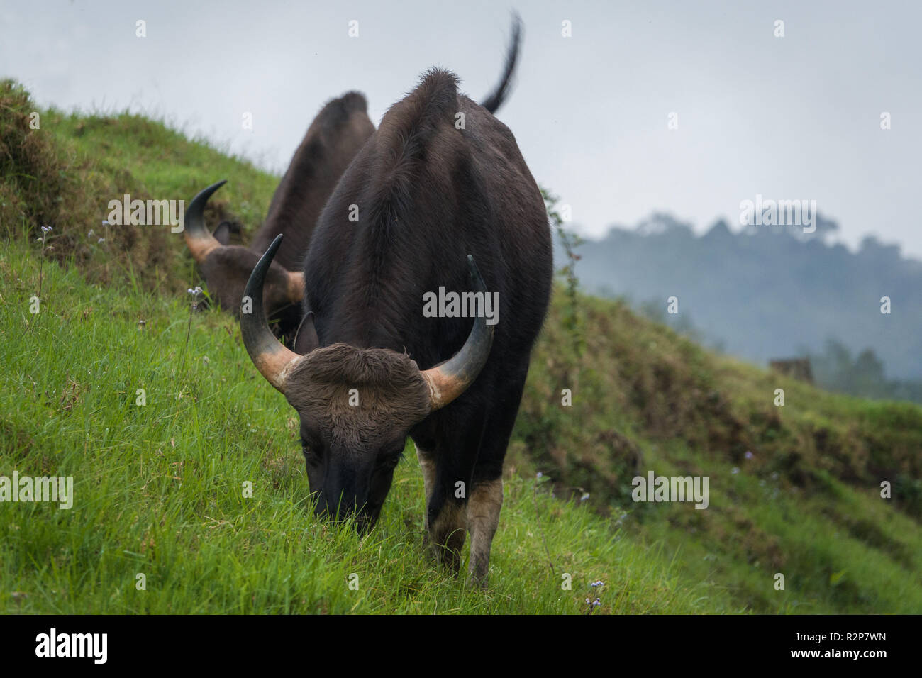 Closeup of a female adult Gaur (Indian bison, Bos gaurus) in its ...
