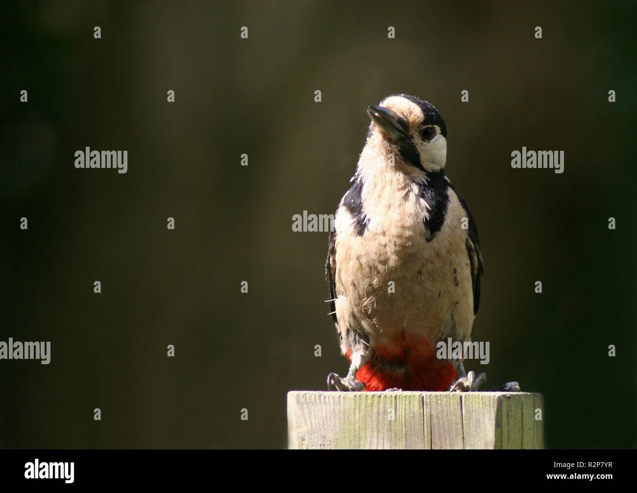 Spechtmakro hi-res stock photography and images - Alamy
