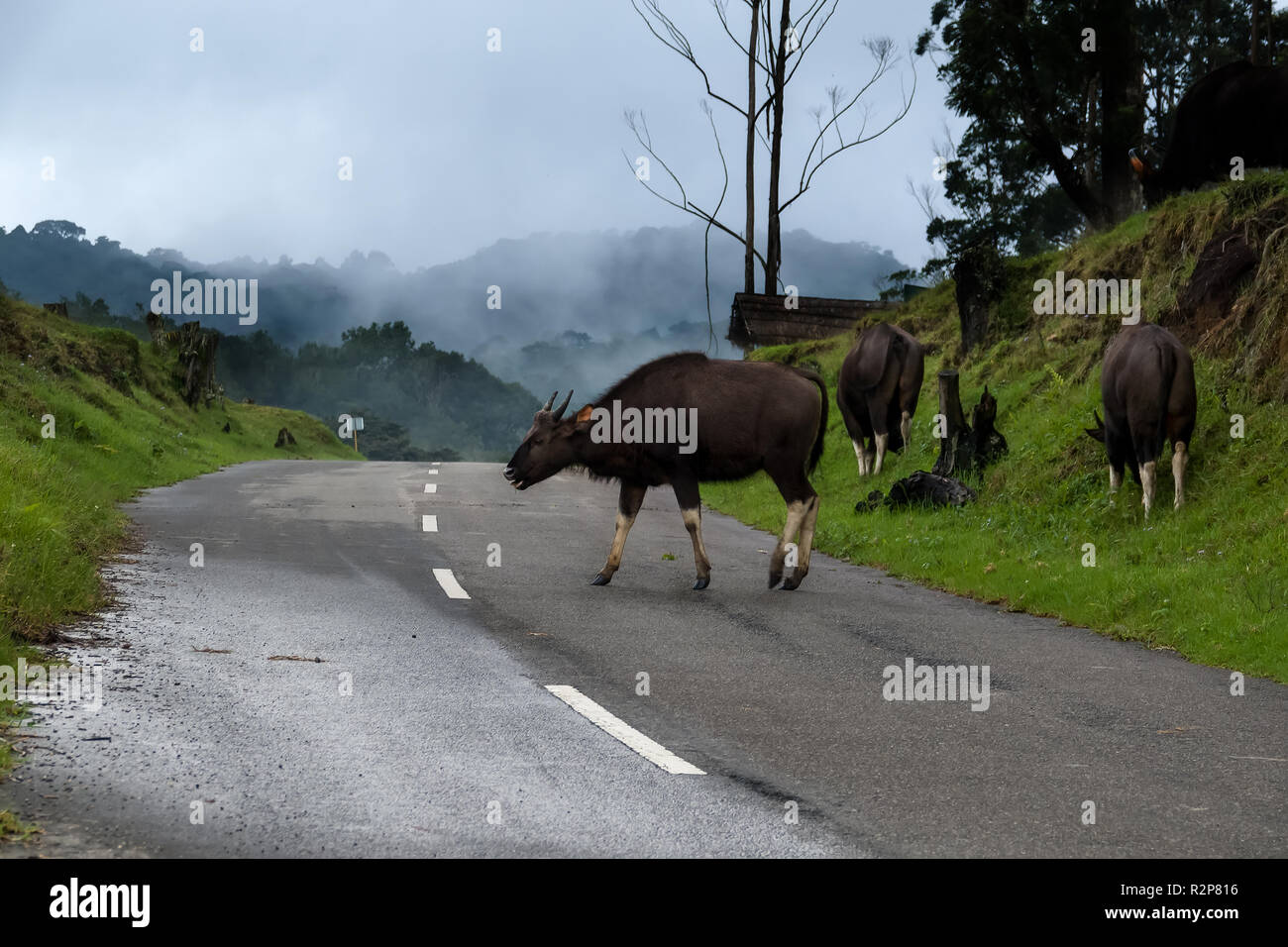 Closeup of a female adult Gaur (Indian bison, Bos gaurus) in its ...