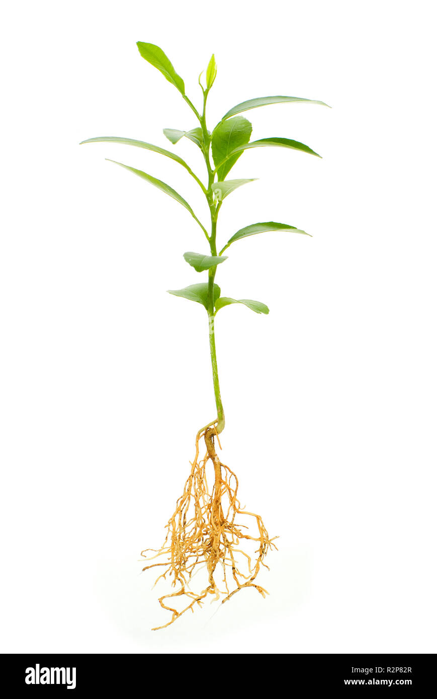 young plant with roots Stock Photo - Alamy