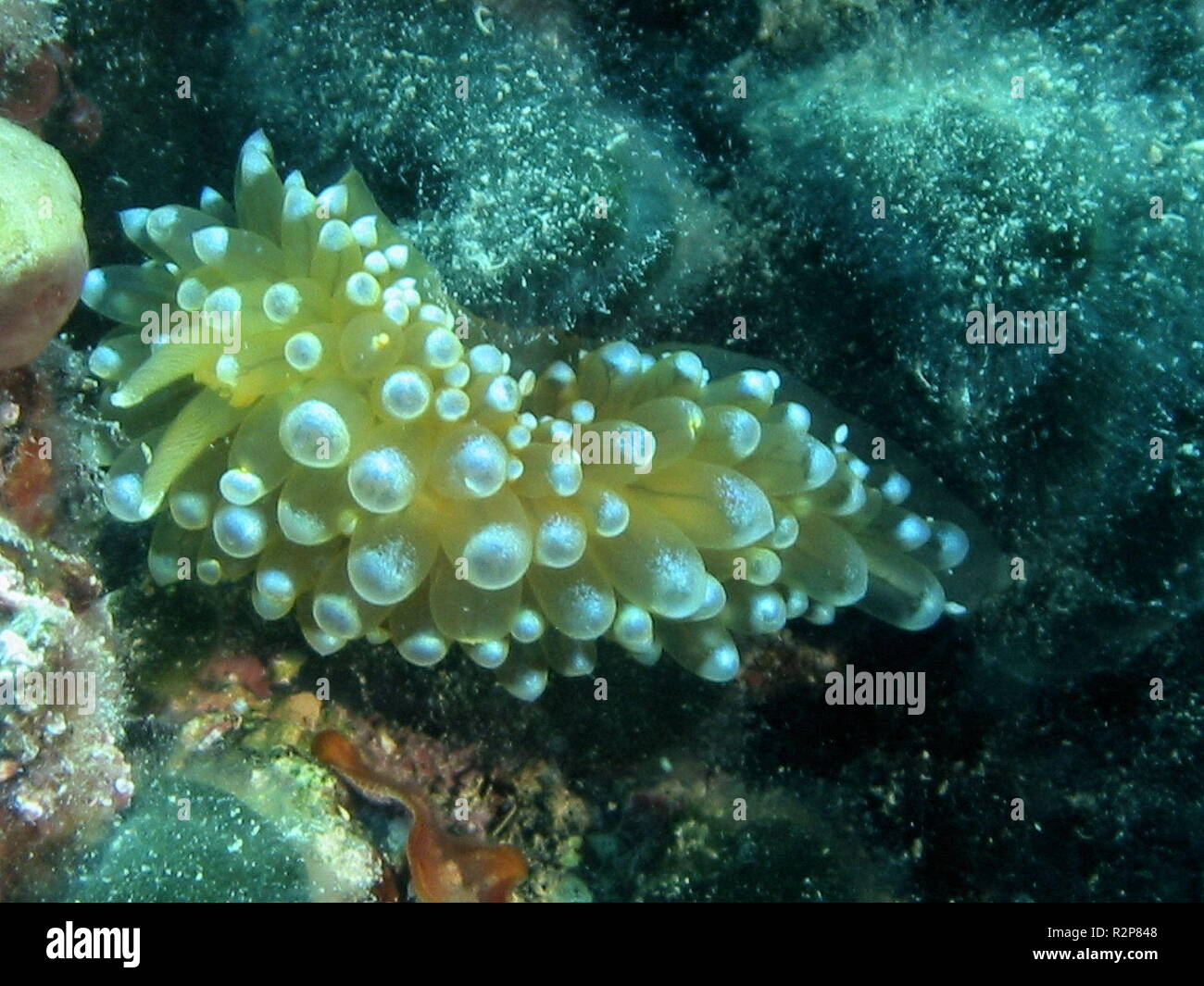 Yellow nudibranch hi-res stock photography and images - Alamy