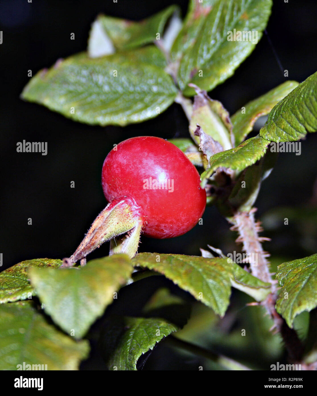 Useful hedge plant hi-res stock photography and images - Alamy