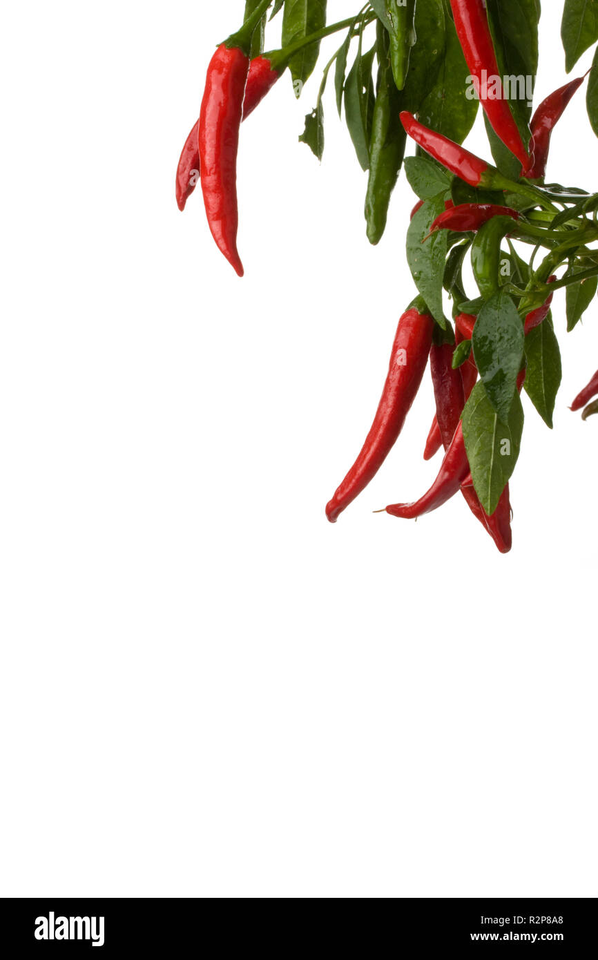 Decorative Chilli Plant High Resolution Stock Photography and Images ...