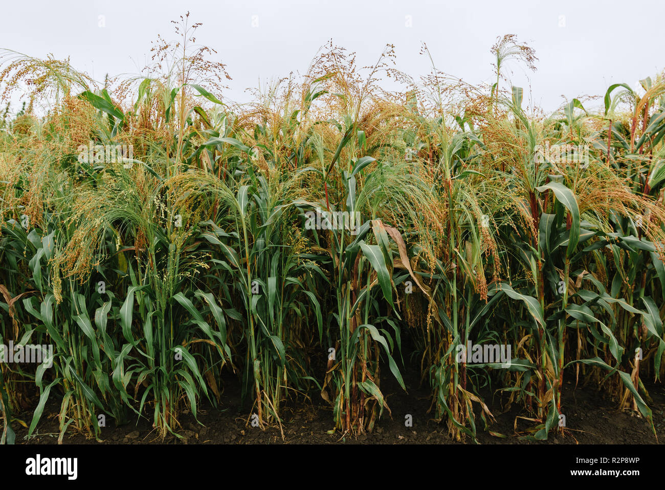 Cultivated sorghum bicolor or great millet in agricultural field Stock ...