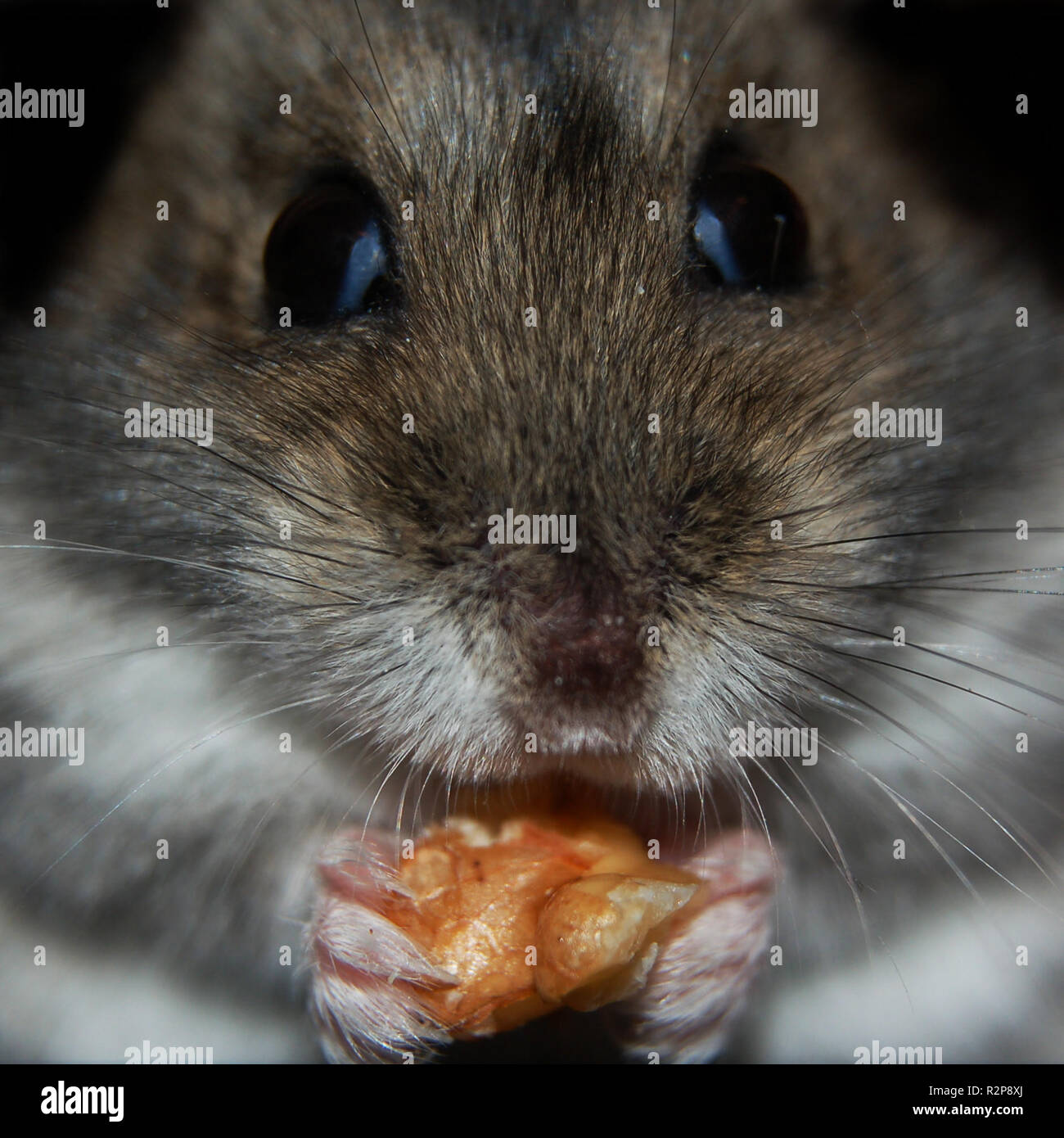 Hamster head hi-res stock photography and images - Alamy