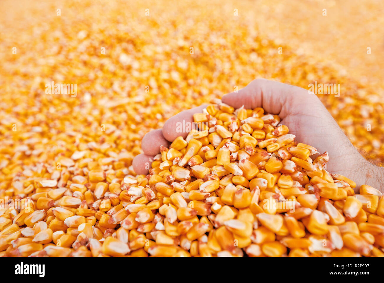 Farmer handful of harvested corn kernels from the heap loaded into ...