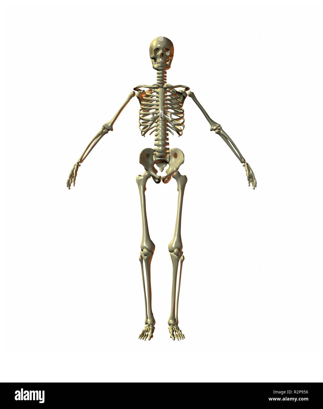 Skeleton funny laughs hi-res stock photography and images - Alamy