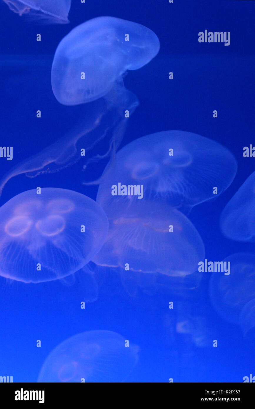 Jellyfish family hi-res stock photography and images - Alamy