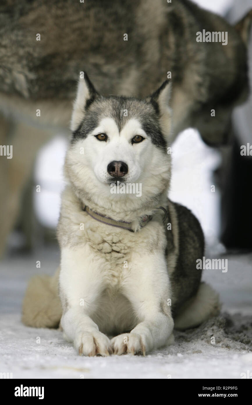 siberian husky portrait Stock Photo - Alamy