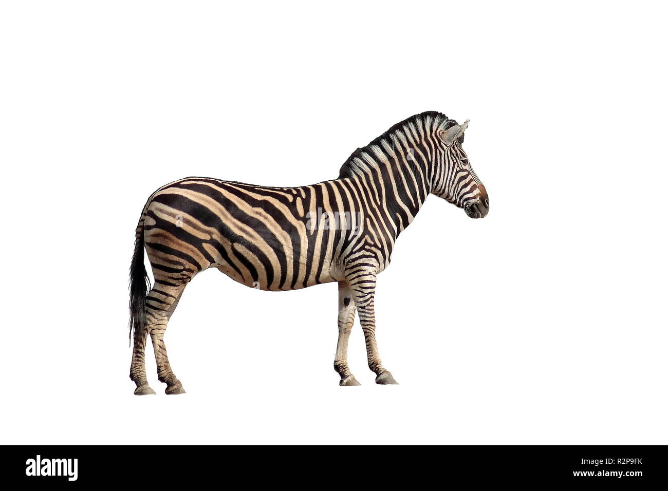 Lateral stripes hi-res stock photography and images - Alamy