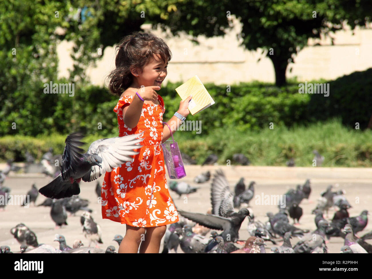 Laughing pigeon hi-res stock photography and images - Alamy