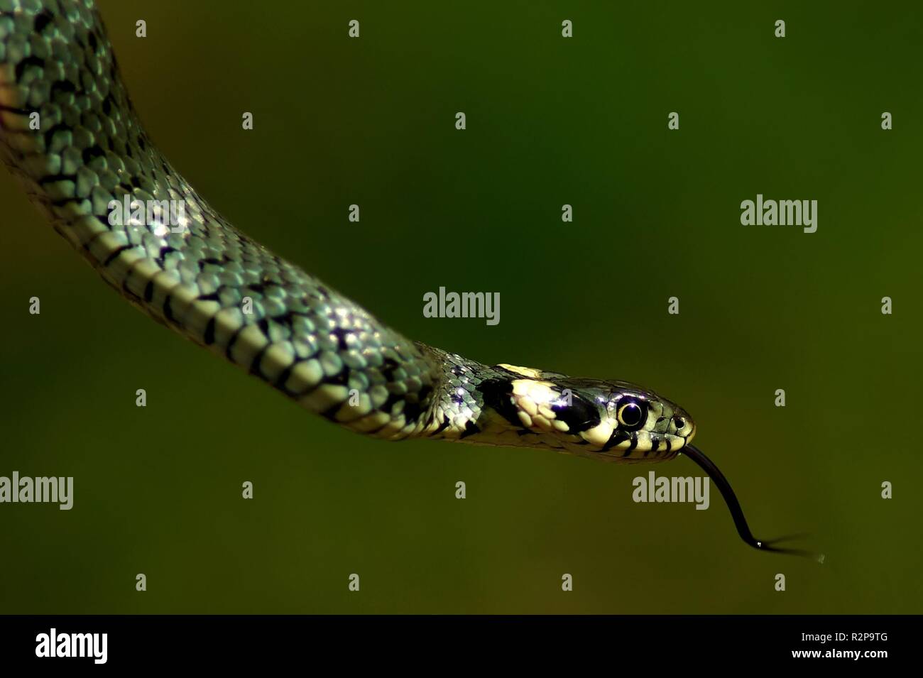 Ringelnatter natrix natrix grass snake hi-res stock photography and ...