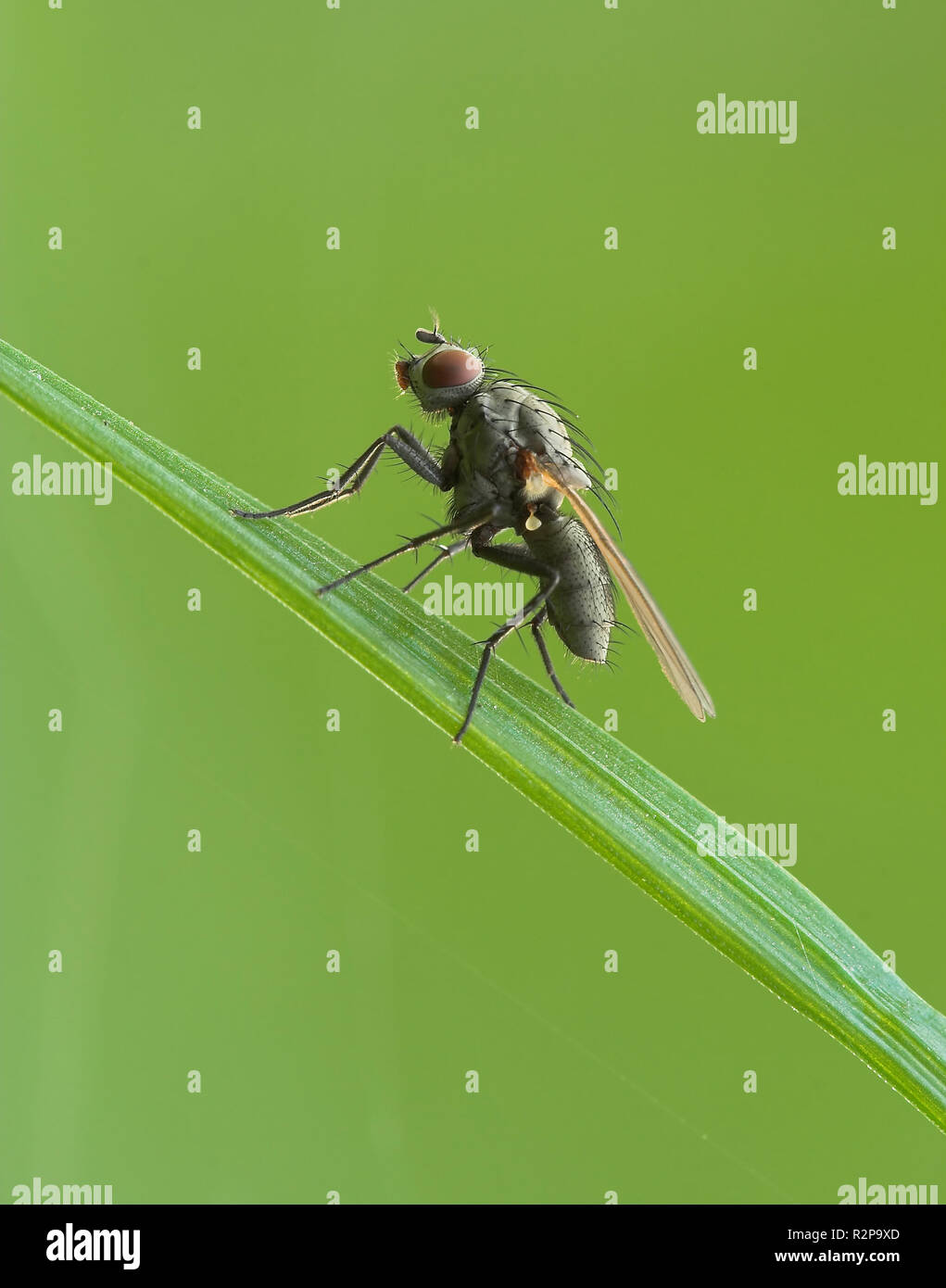 Fly predator summer meadow hi-res stock photography and images - Alamy