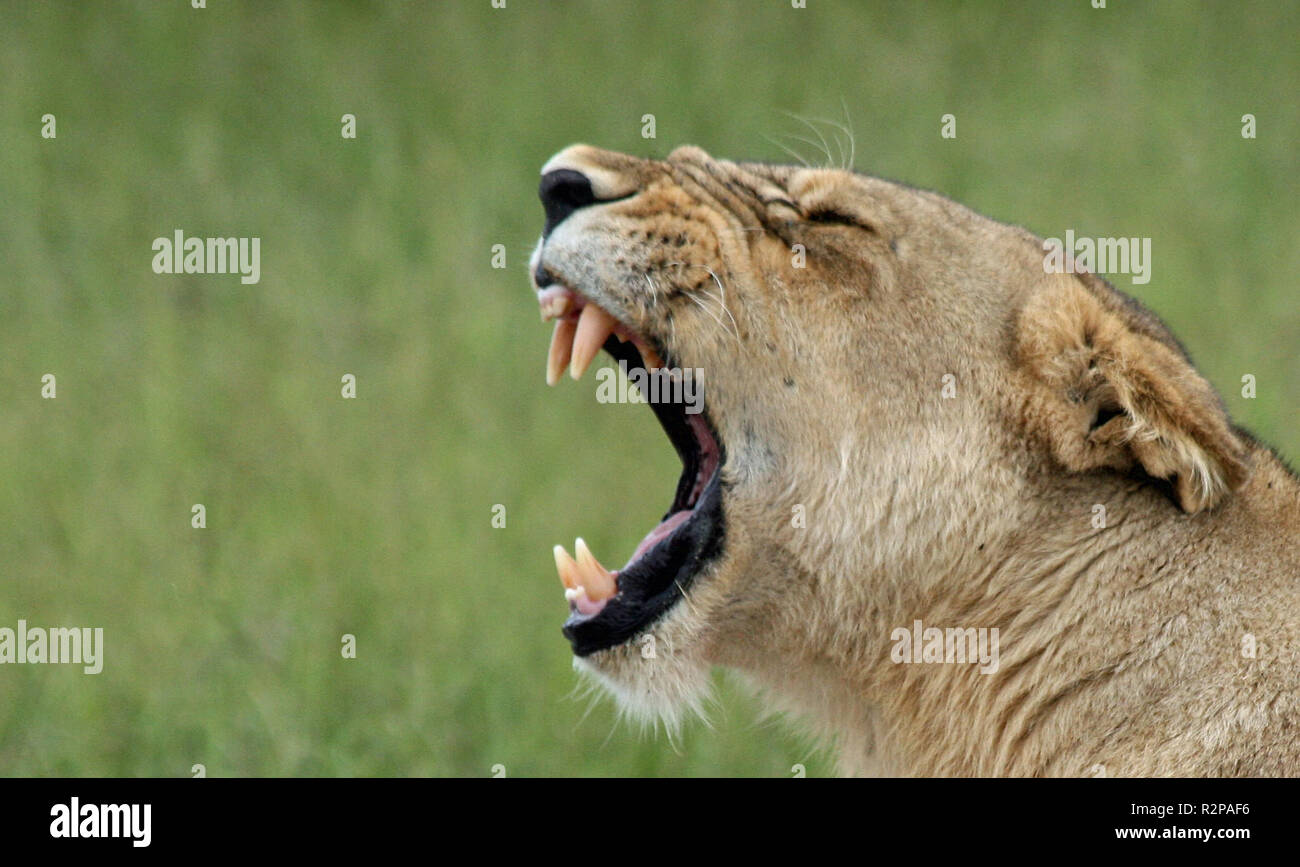 Lion Crying