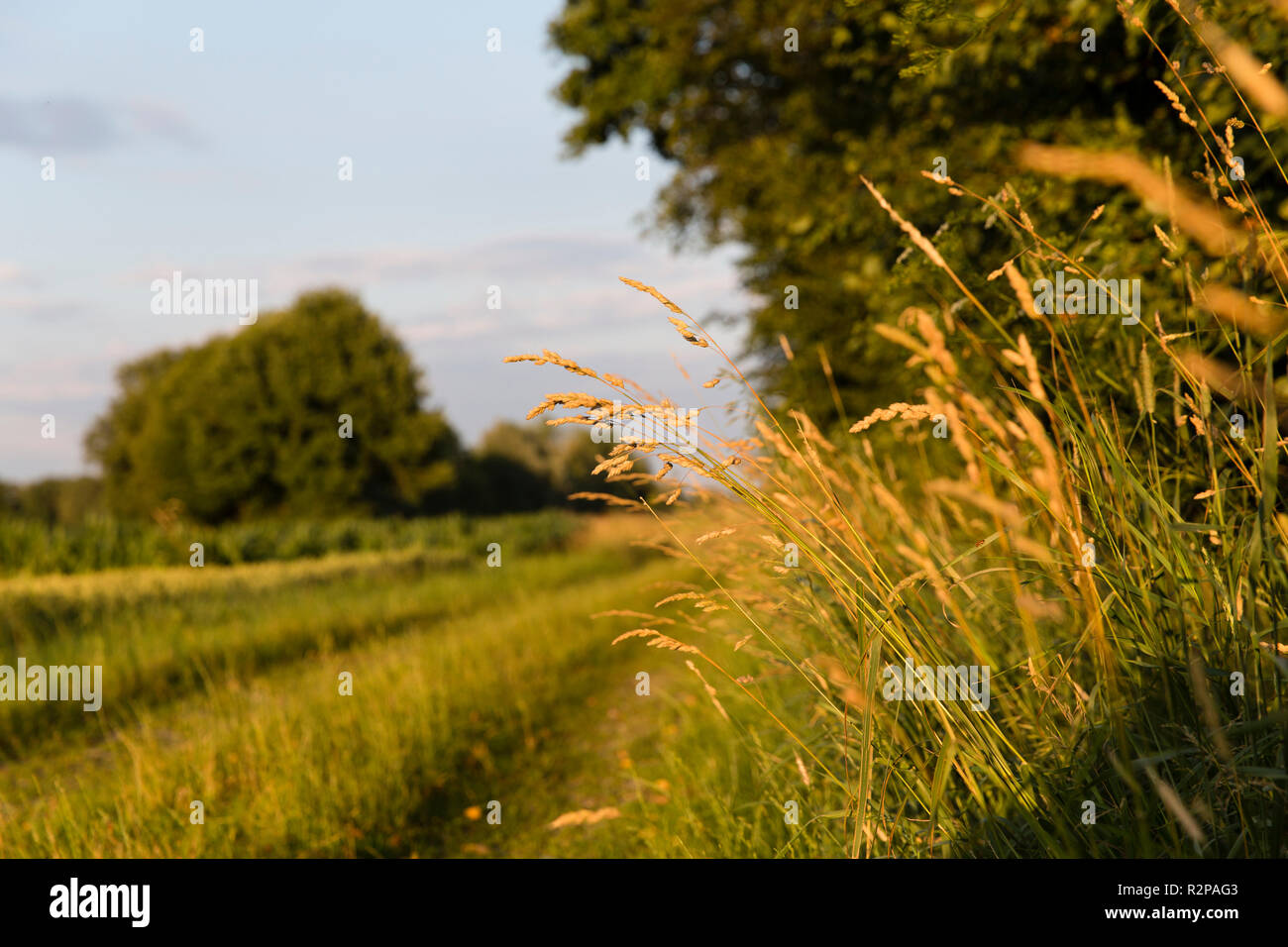 Track in grass hi-res stock photography and images - Alamy