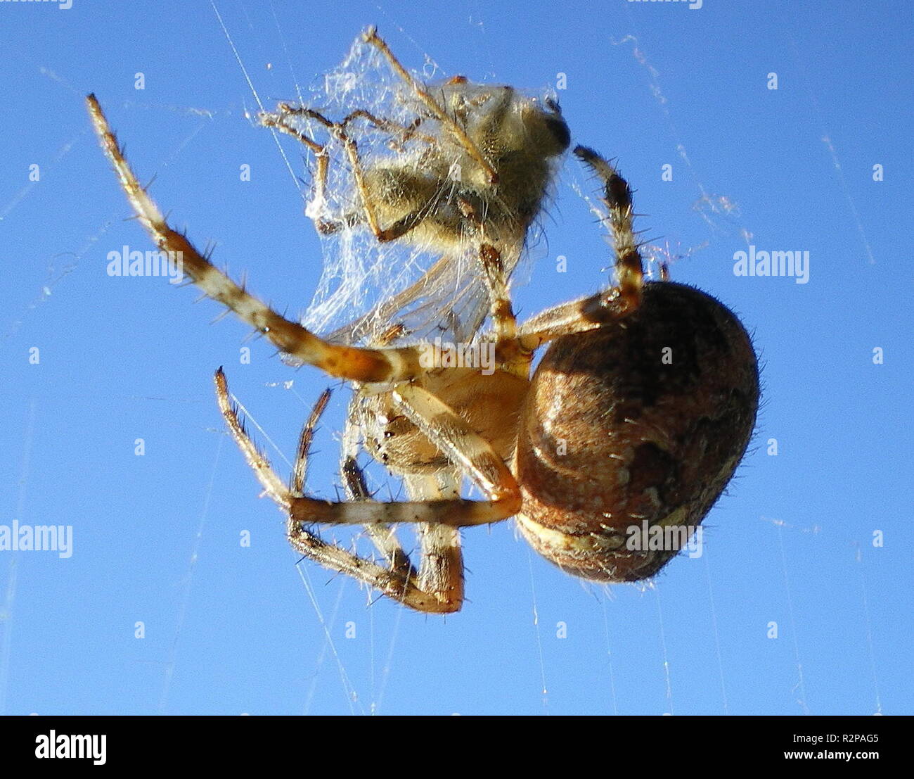 spider and prey 3 Stock Photo - Alamy