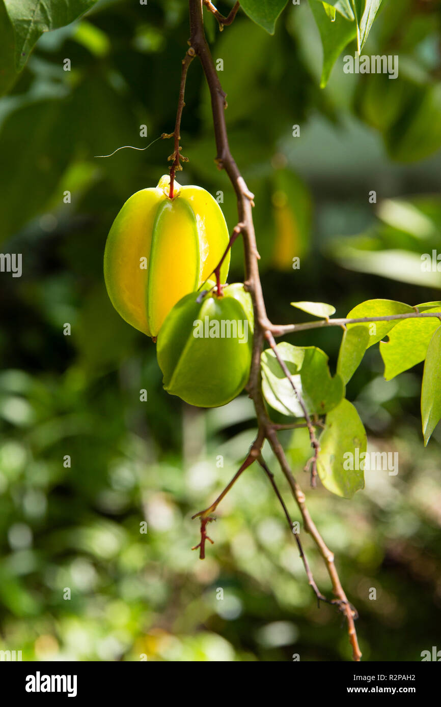 Shining yellow star fruit hanging from a branch Stock Photo - Alamy