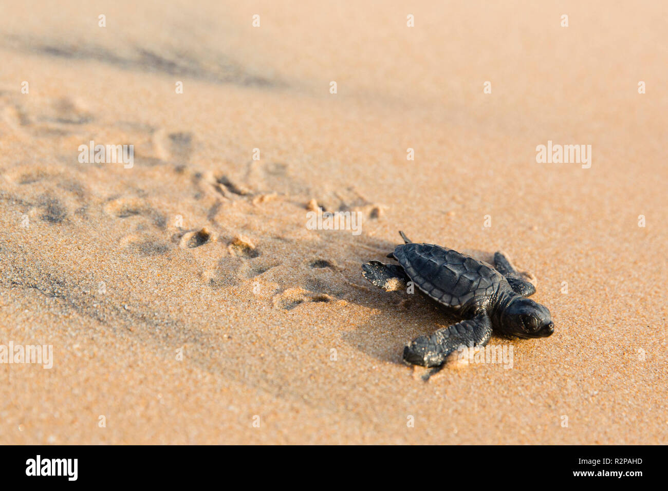 Hatched sea turtle hi-res stock photography and images - Alamy