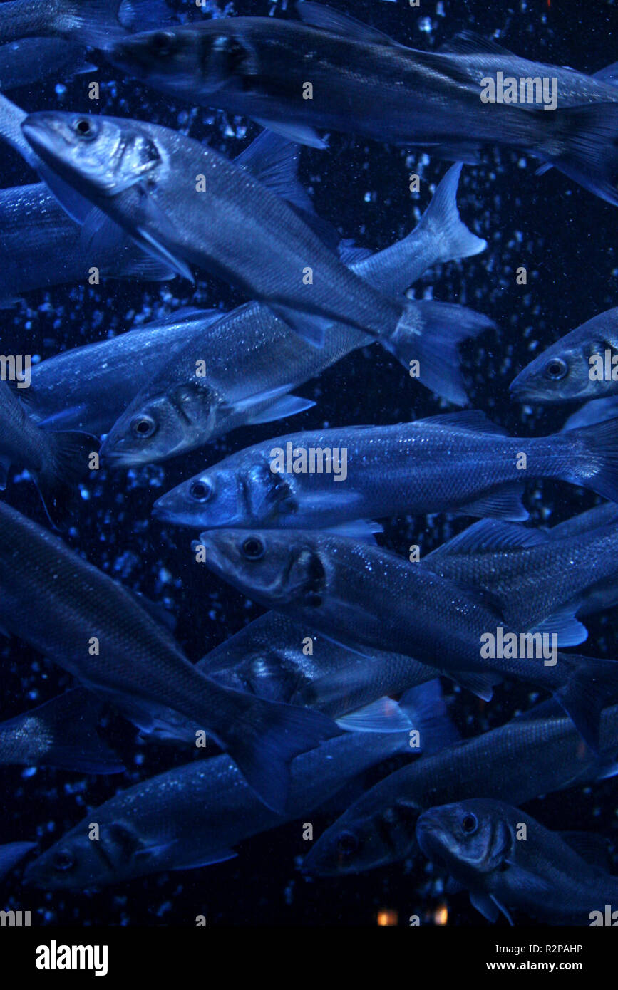 Echte knochenfische hi-res stock photography and images - Alamy