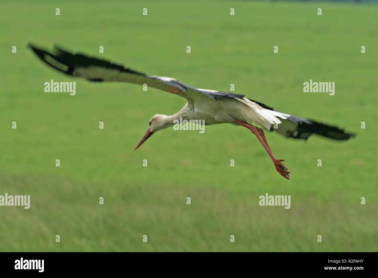 white stork in flight Stock Photo - Alamy