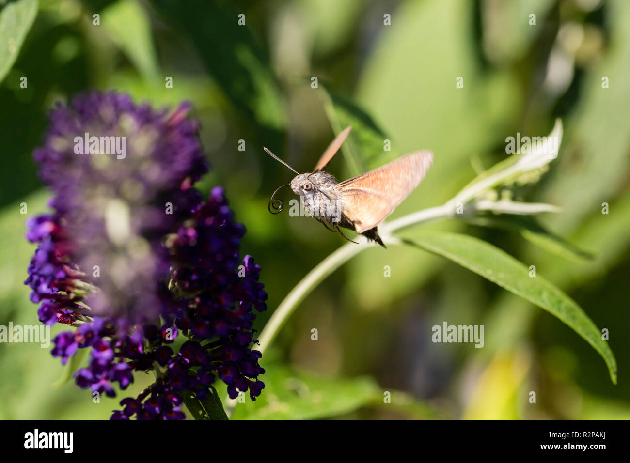 Purple coloured hi-res stock photography and images - Alamy
