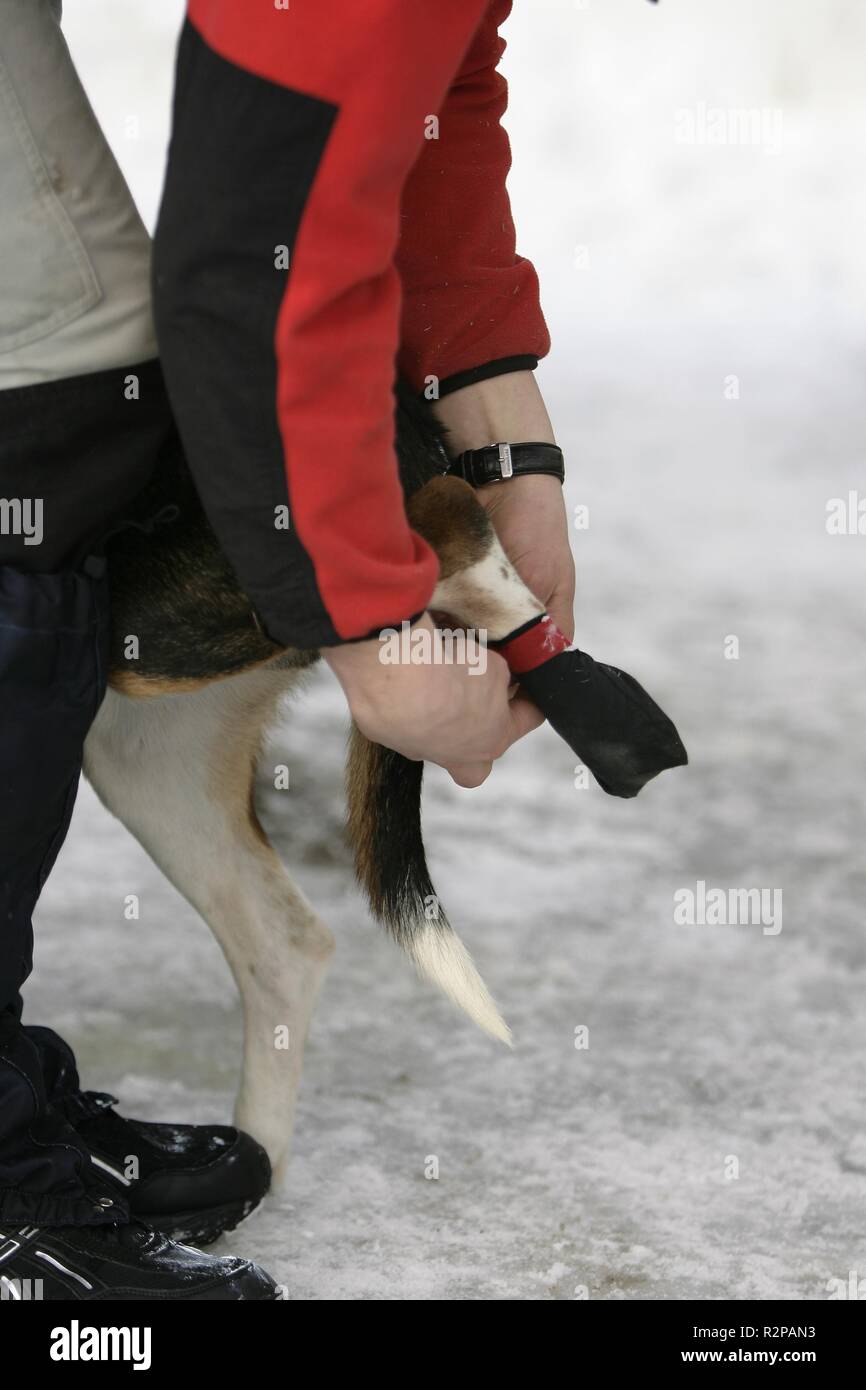 Pull by paw hi-res stock photography and images - Alamy