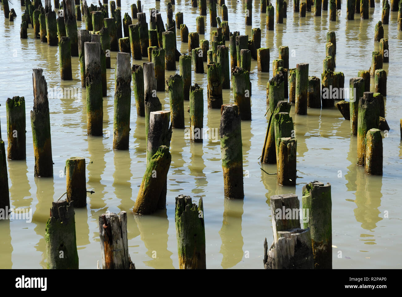 Old pier stumps hi-res stock photography and images - Alamy