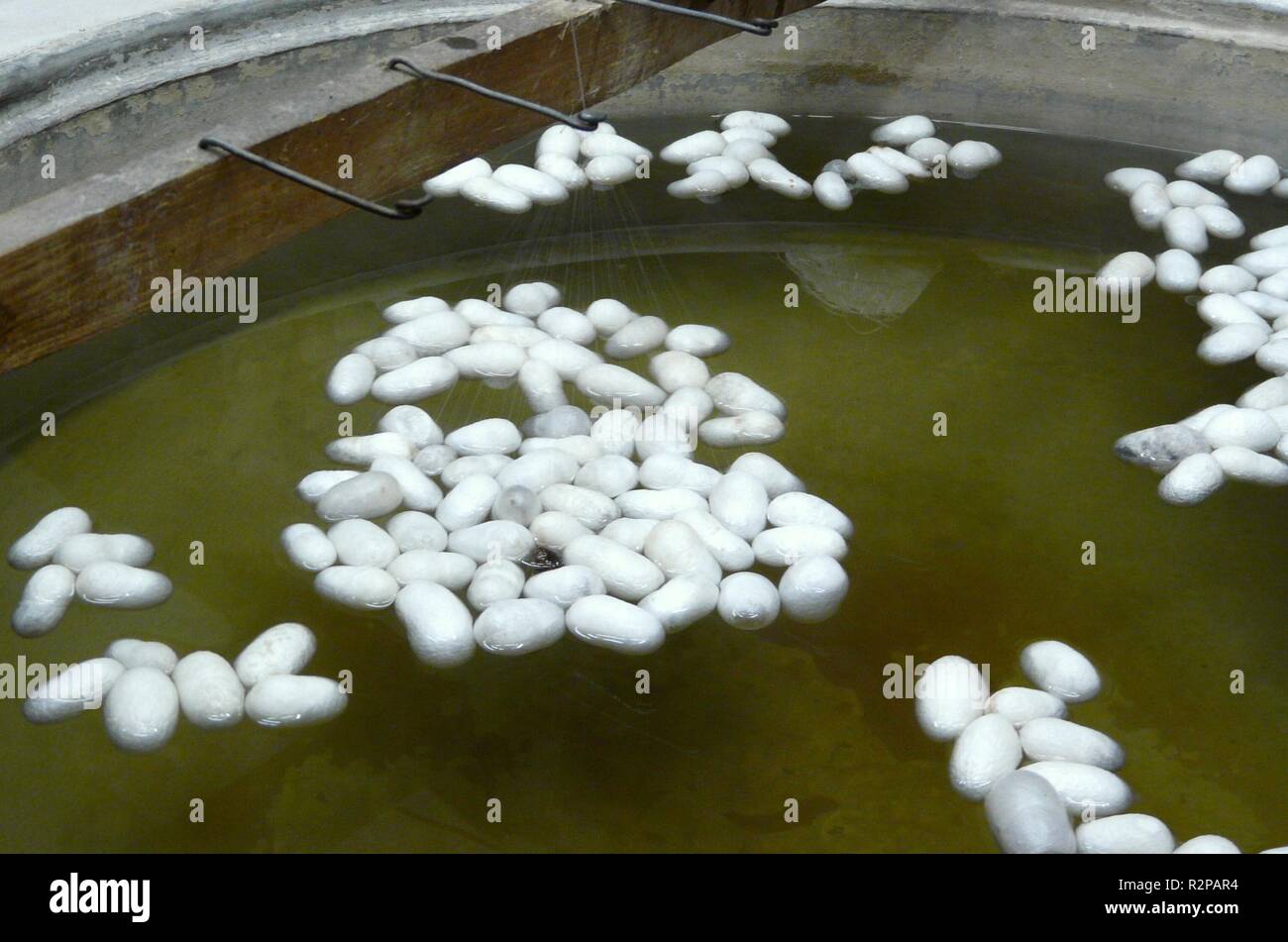 obtaining the silk thread Stock Photo - Alamy
