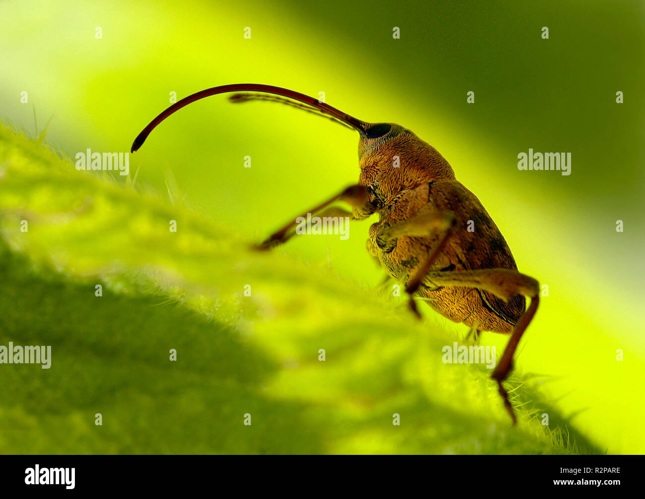 Acorn beetle hi-res stock photography and images - Alamy