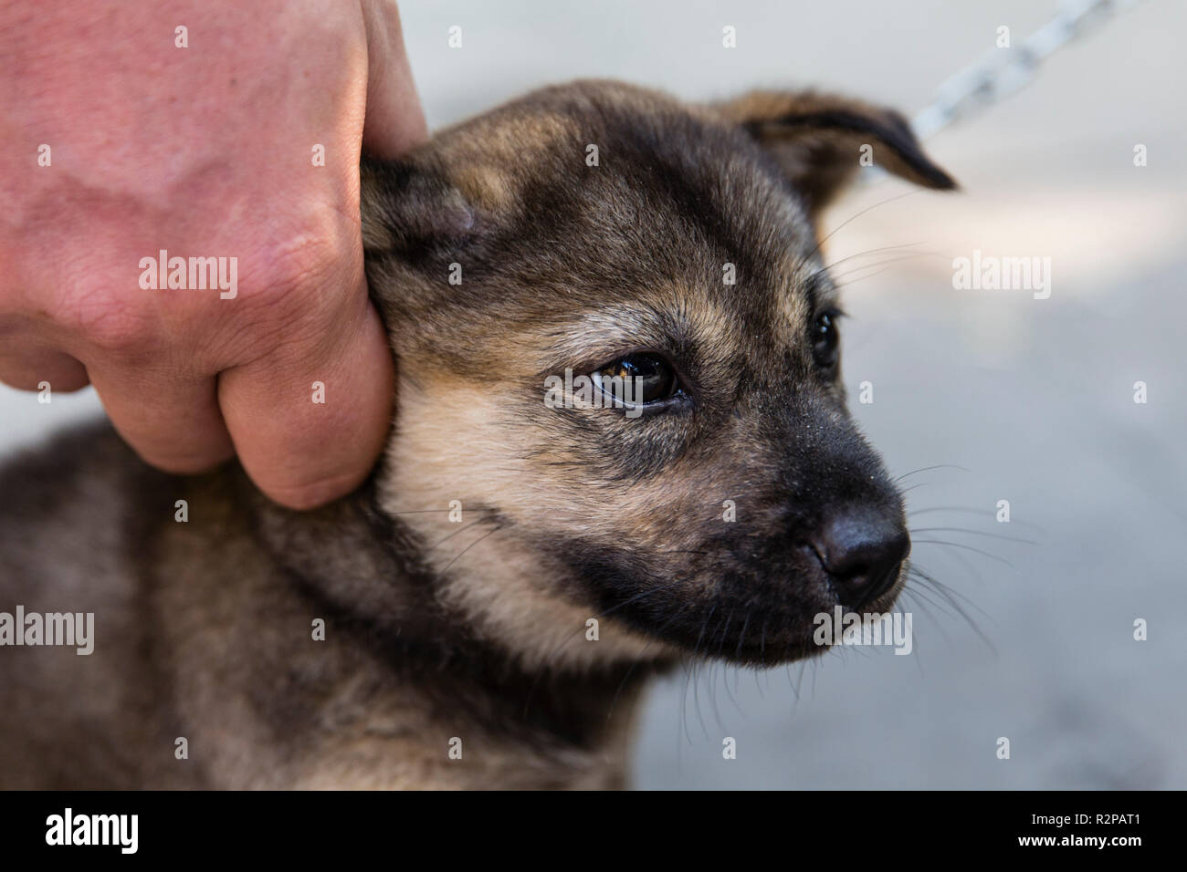 Tickling dog hi-res stock photography and images - Alamy