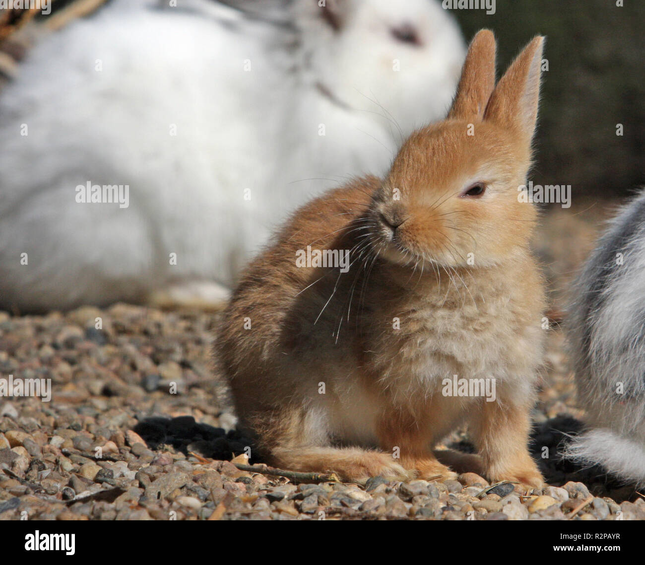 Gray rabbits hi-res stock photography and images - Alamy