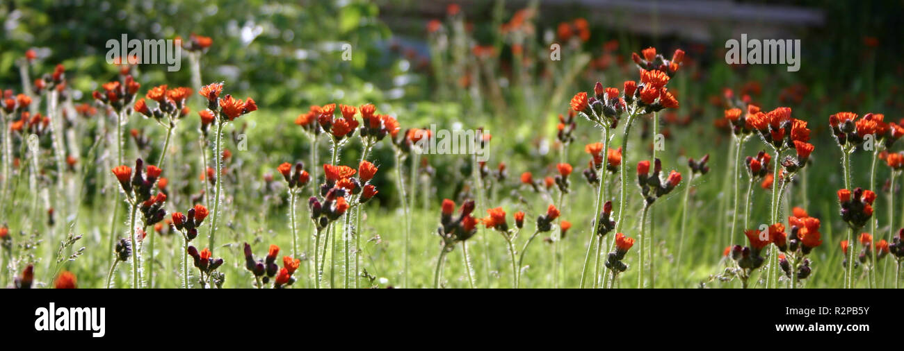 Orangerotes hi-res stock photography and images - Alamy