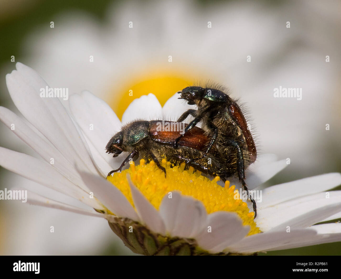 garden beetle at mating Stock Photo - Alamy