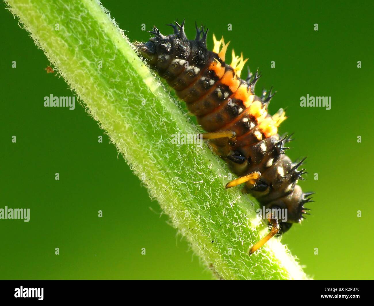 Punker hi-res stock photography and images - Alamy